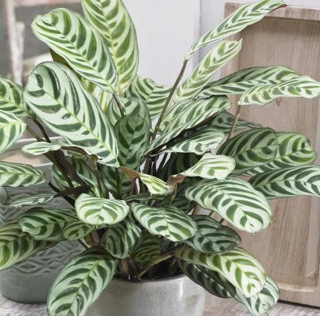 Calathea burle marxii | Tamara Garden Center