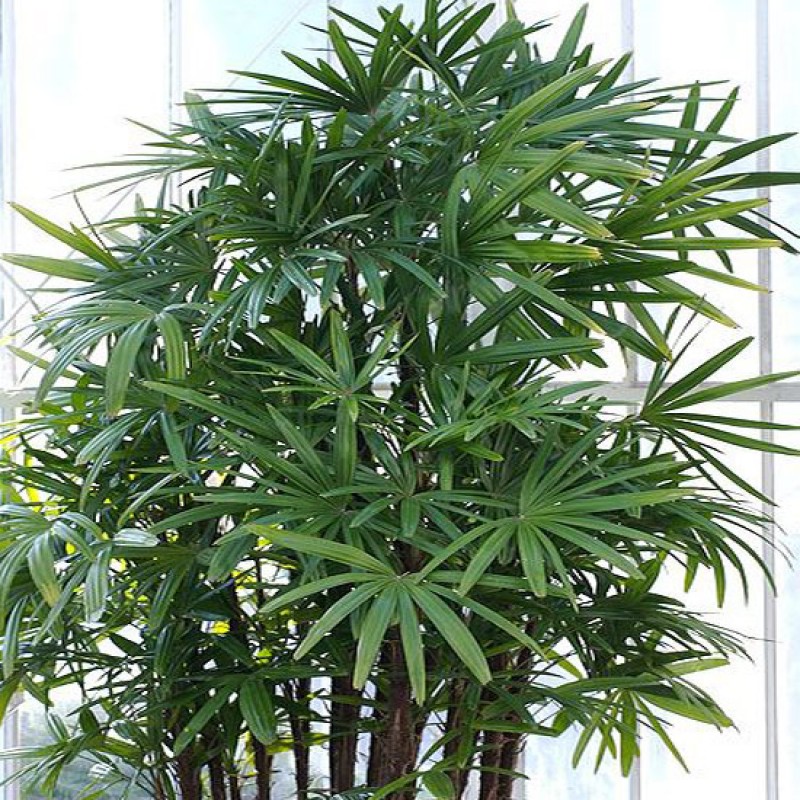 Rhapis excelsa | Tamara Garden Center
